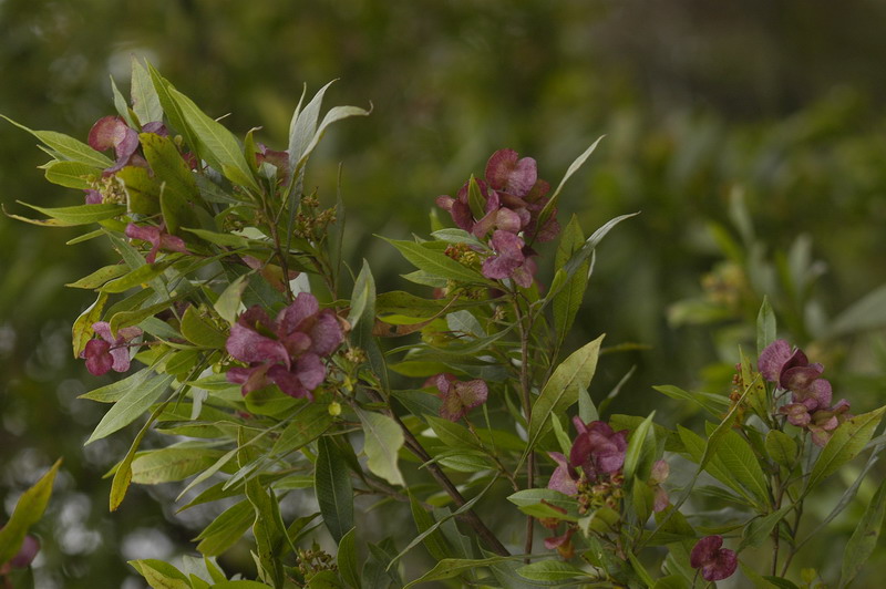 Dodonea-Falsa chilca | Aves Argentinas