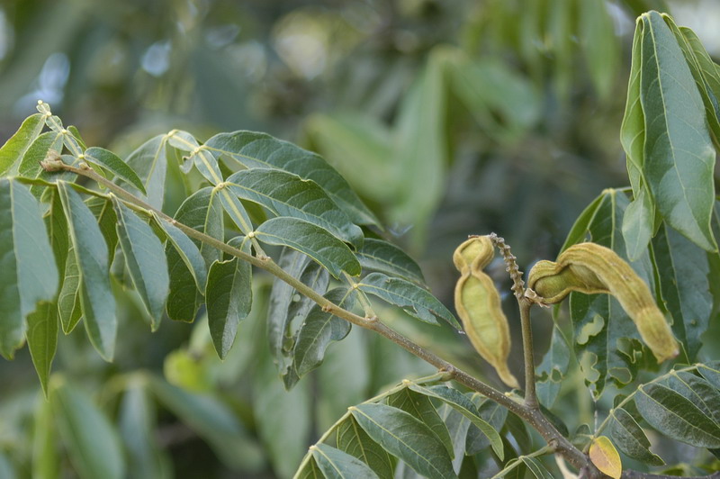 Ingá | Aves Argentinas