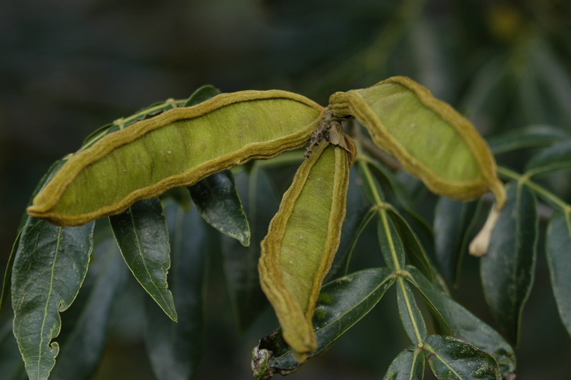 Ingá | Aves Argentinas
