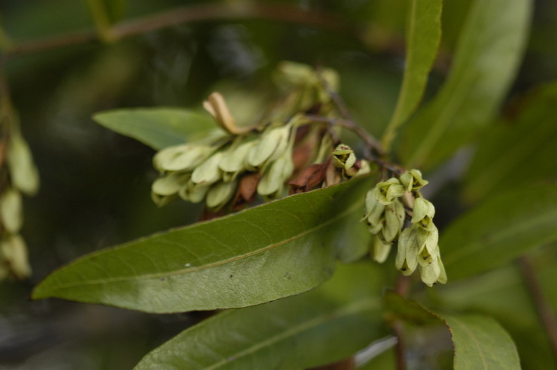 Dodonea-Falsa chilca | Aves Argentinas