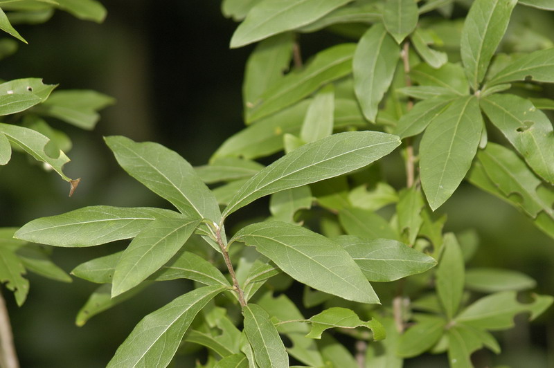 Palo amarillo | Aves Argentinas
