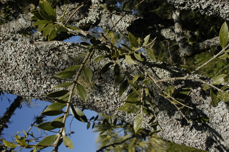 Quebracho blanco | Aves Argentinas