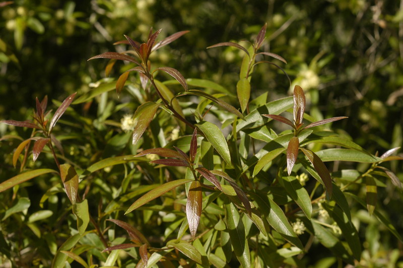 Palo amarillo | Aves Argentinas