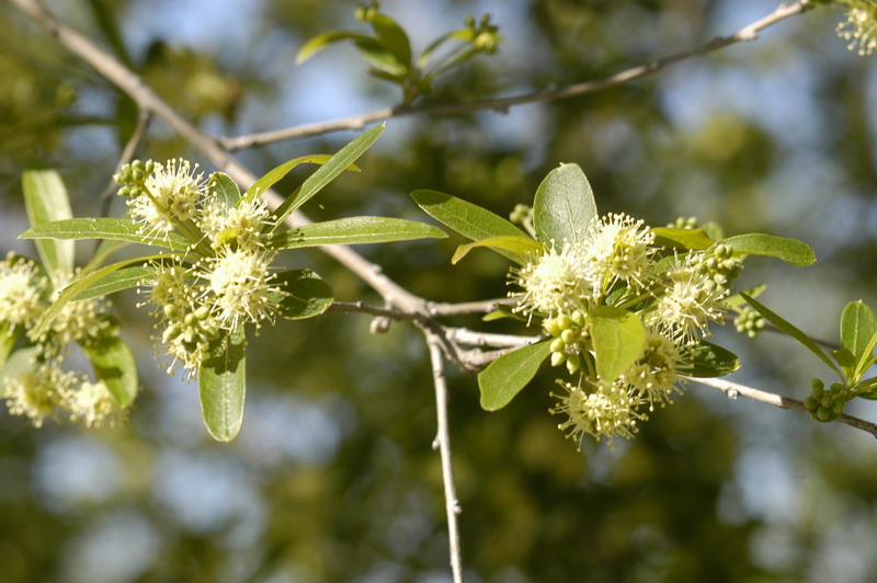 Palo amarillo | Aves Argentinas