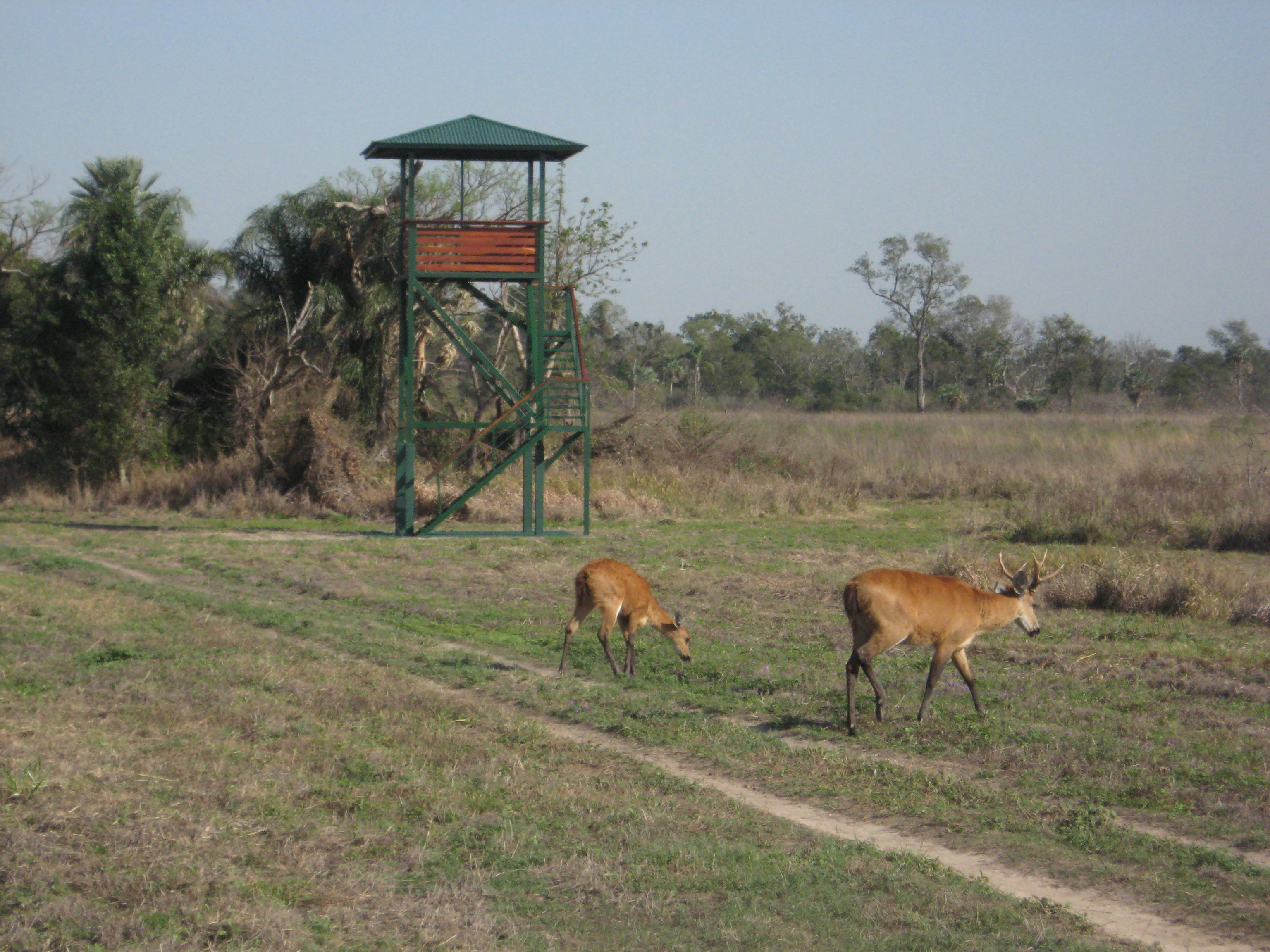 Reserva El Bagual | Aves Argentinas